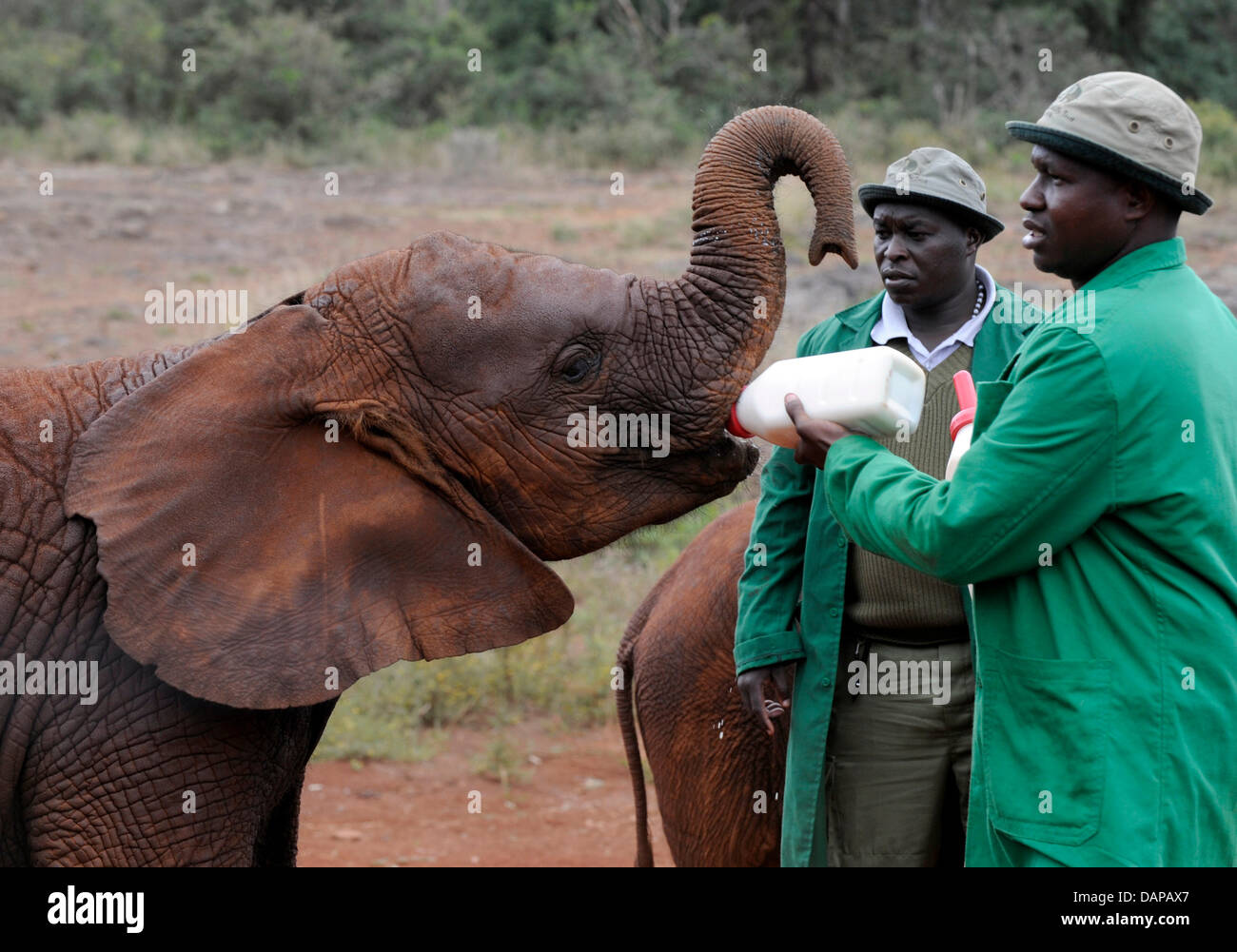A keeper feeds a young elephant that was seperated from its herd with ...