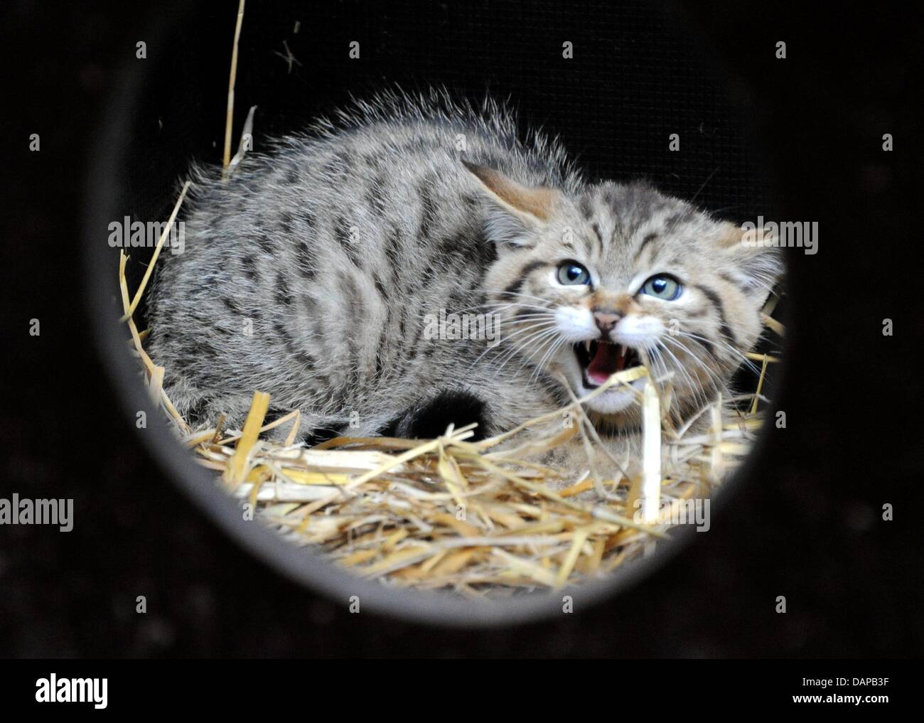 Young wild cat hissing High Resolution Stock Photography and Images - Alamy