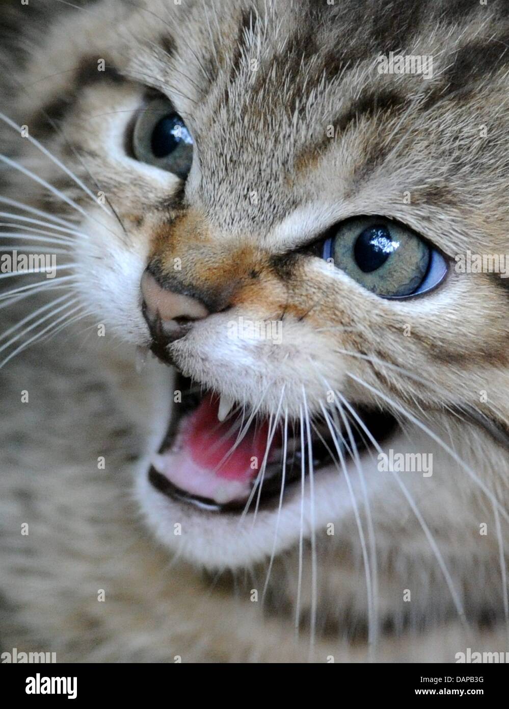 Young wild cat hissing High Resolution Stock Photography and Images - Alamy