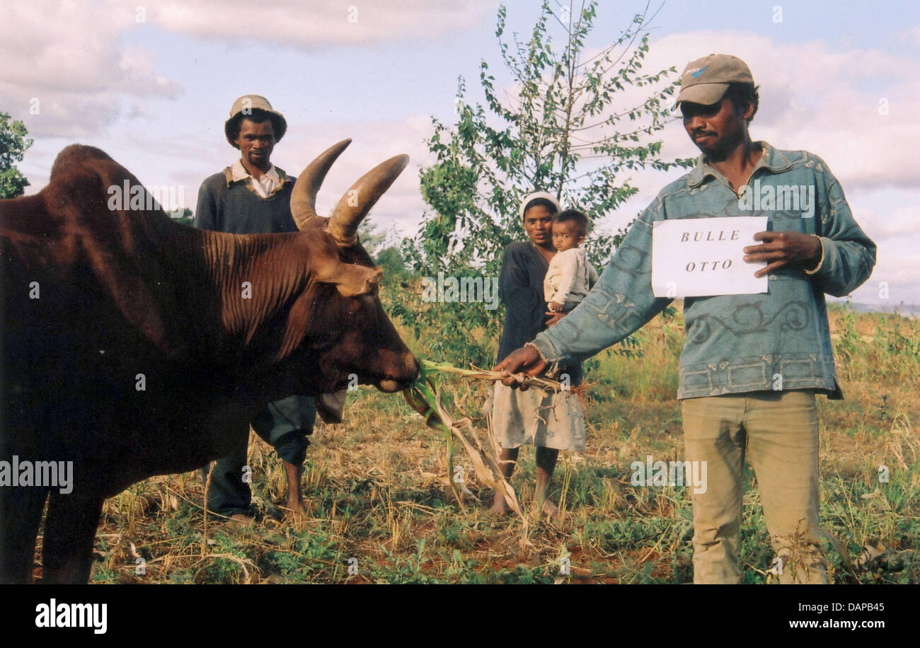 An undated picture shows bull Otto and his owner Joseph Raharisoa in ...