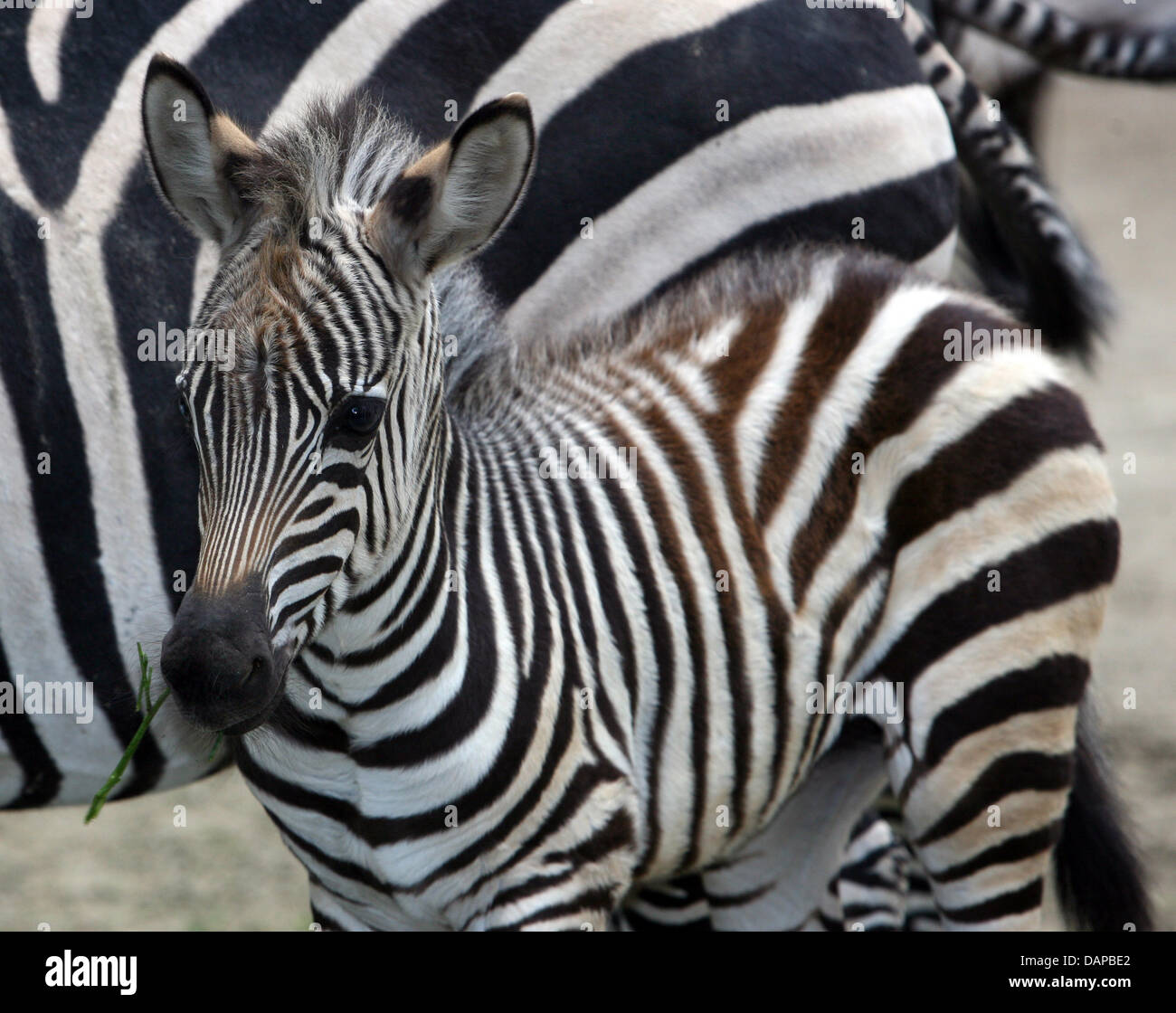 A young zebra named Navisha stands in the enclosure at the Zoo in ...