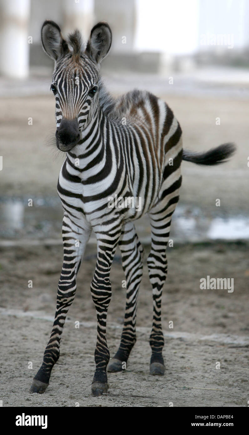 A young zebra named Navisha stands in the enclosure at the Zoo in ...