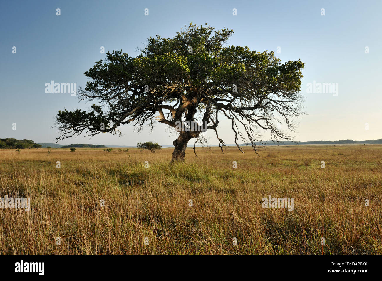 A Waterberry Tree in the Maputo Special Reserve, Mozambique Stock Photo ...