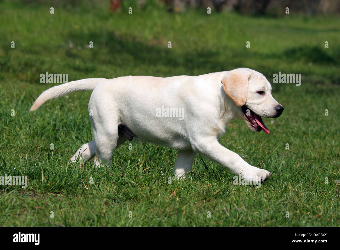 yellow a labrador puppy running on the grass Stock Photo - Alamy