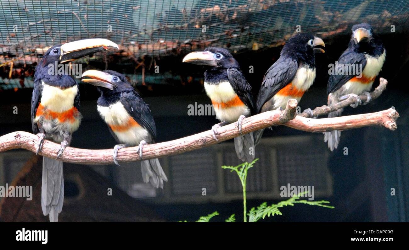 A handout file pictured 10 August 2011 shows four young Black-necked ...