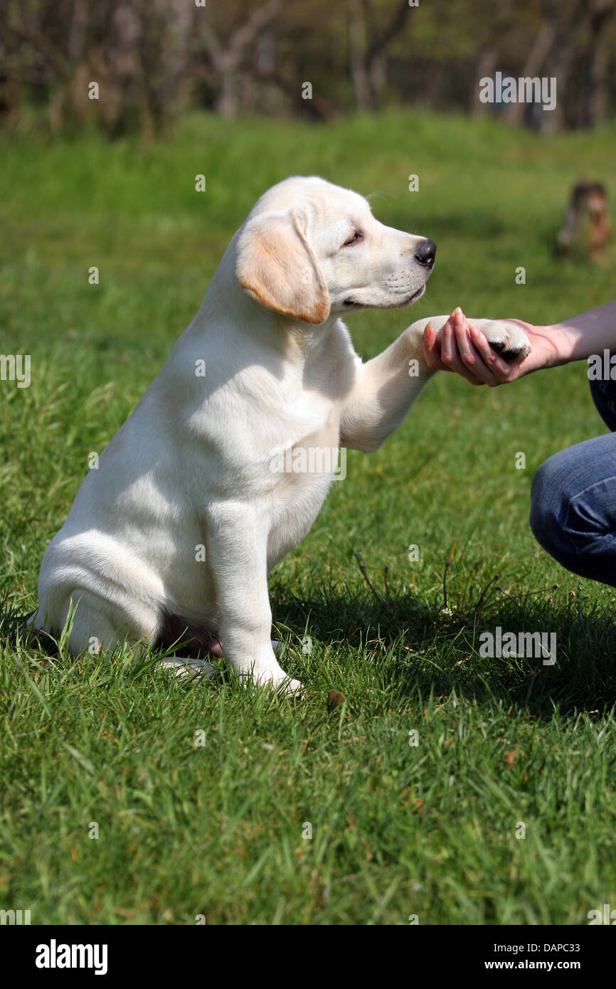Yellow Labrador Retriever Puppy Female