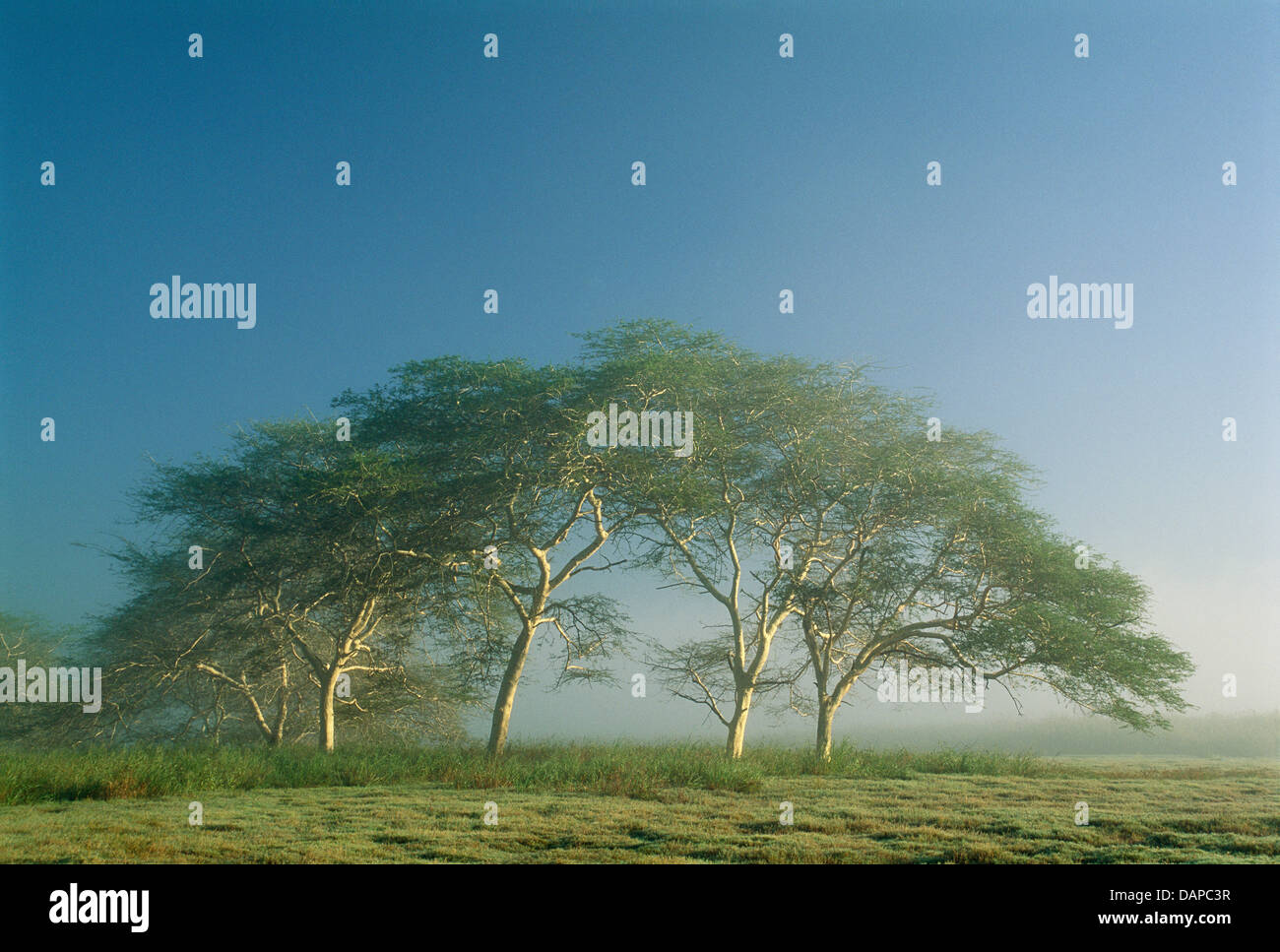 Fever Trees in morning mist at Lake Mandejene, Mozambique Stock Photo ...