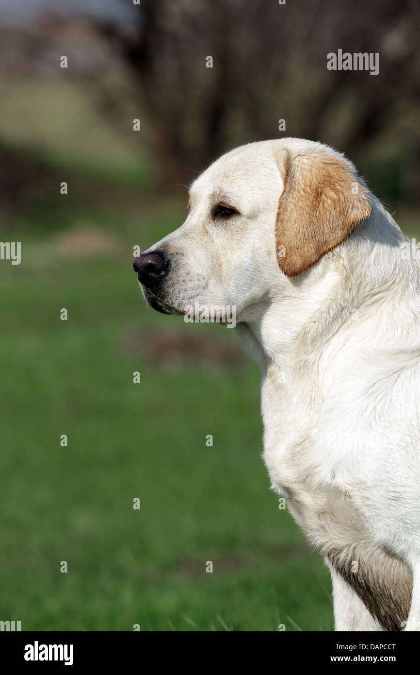 A yellow labrador in the summer (spring) park close up Stock Photo - Alamy