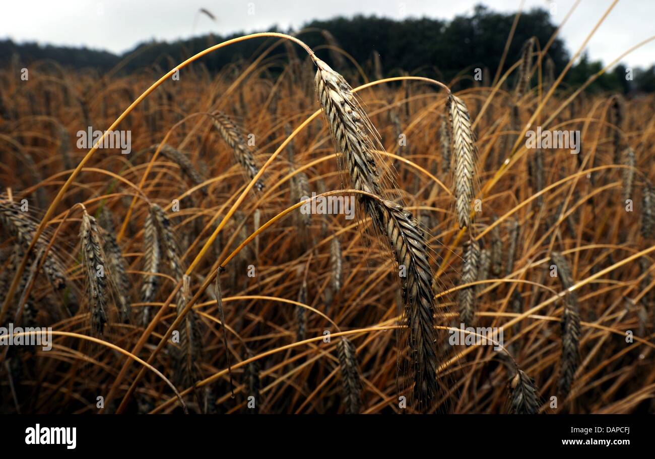 Wet wheat is seen at a field near Aukrug, germany, 11 August 2011 ...
