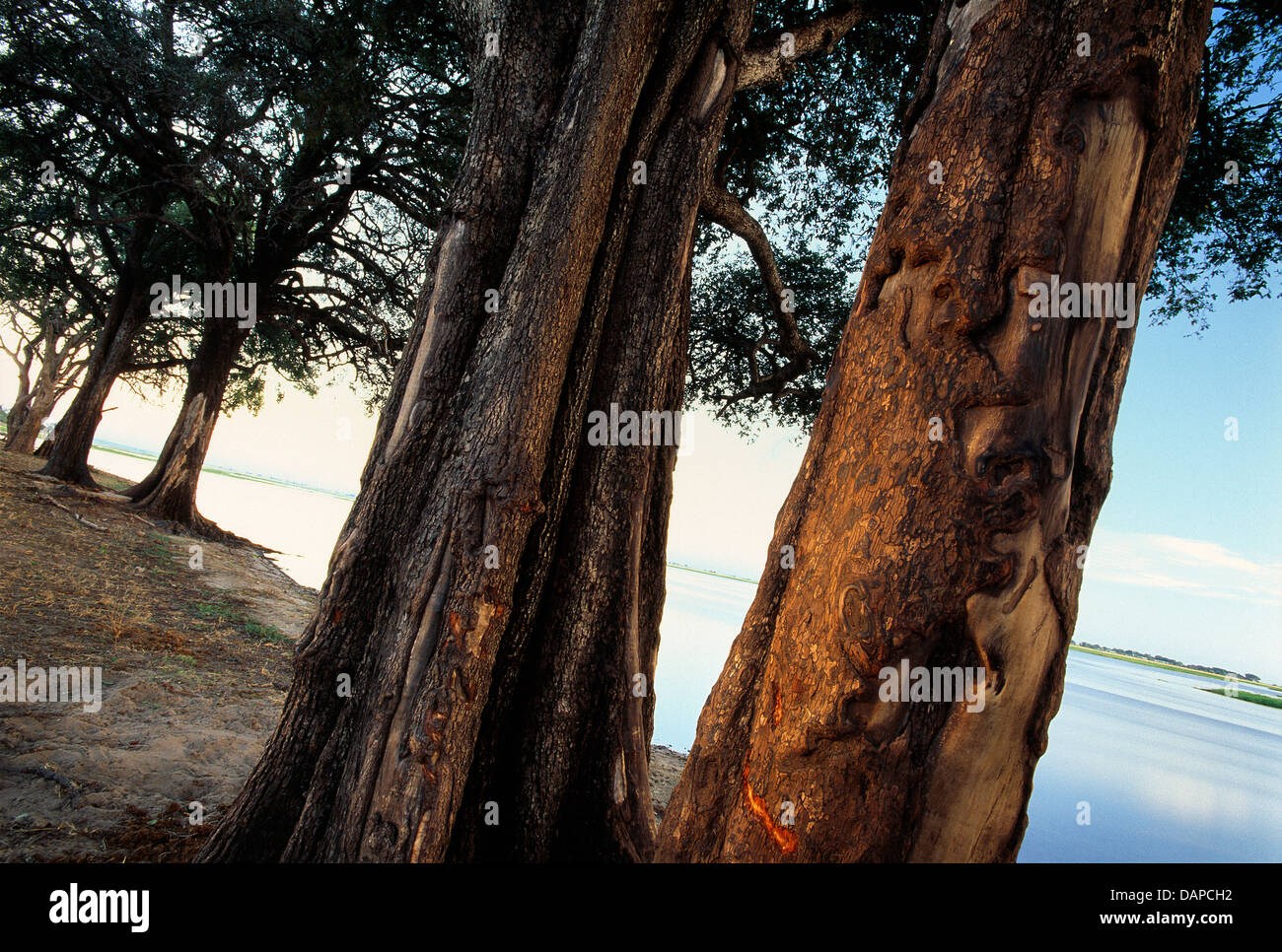Jackal-Berry trees painted in with light on the banks of the Chobe ...