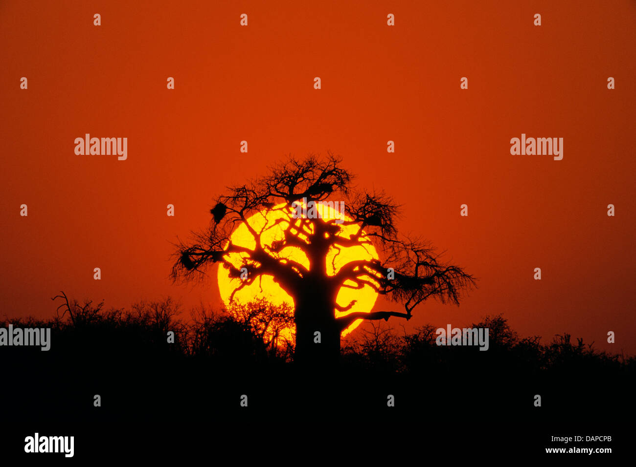 Setting sun tree hi-res stock photography and images - Alamy