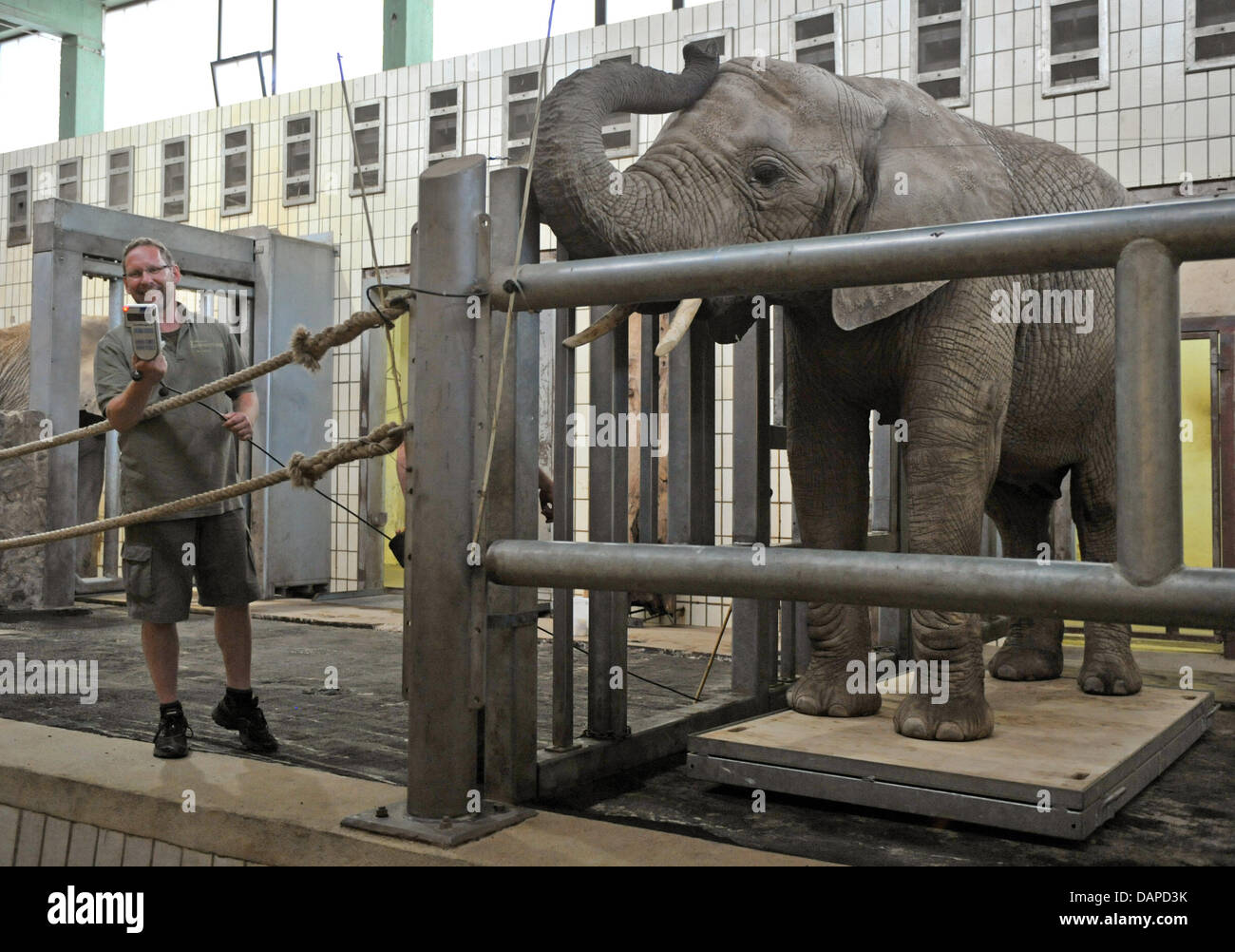 Female elephant Seronga stands on a scale while keeper Joerg Werner ...