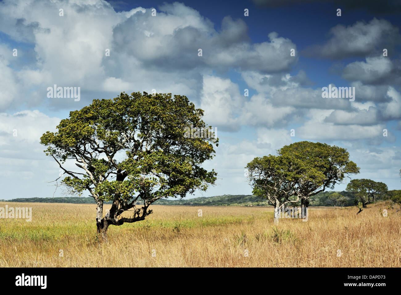 Special reserve of maputo hi-res stock photography and images - Alamy