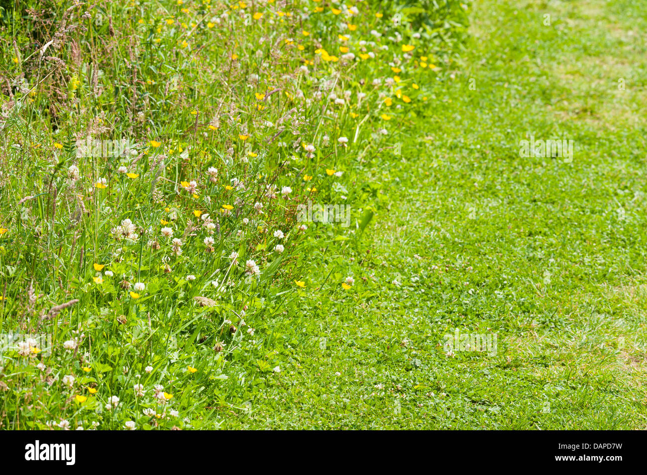 Unmowed lawn hi-res stock photography and images - Alamy