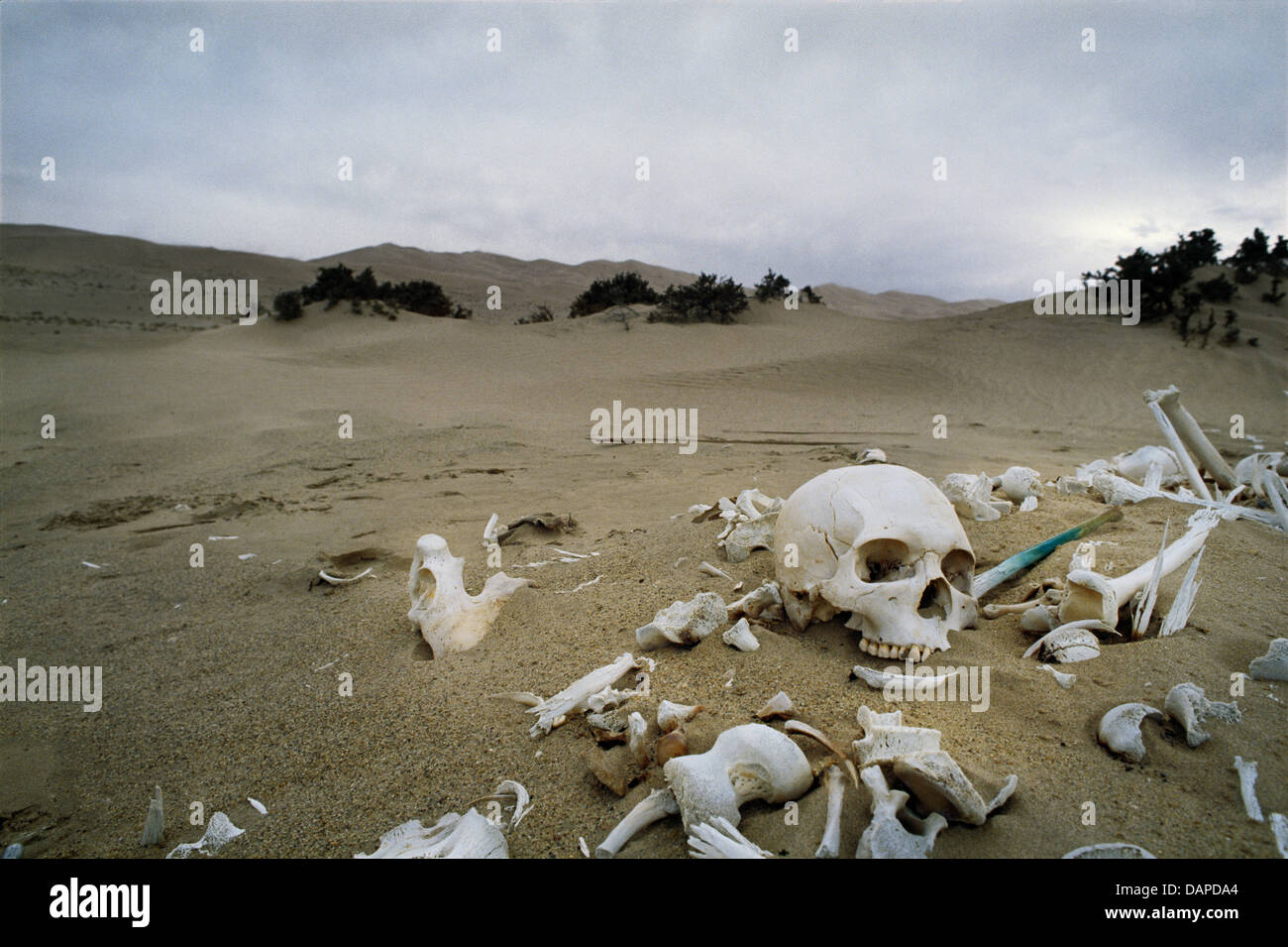 Human bones desert hi-res stock photography and images - Alamy