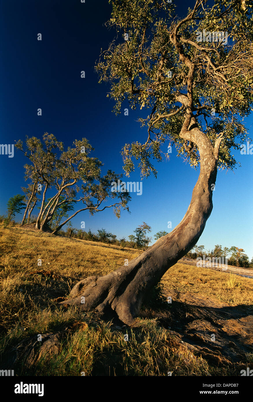 Early morning photo of Rain Trees in the Chobe National Park, Botswana ...
