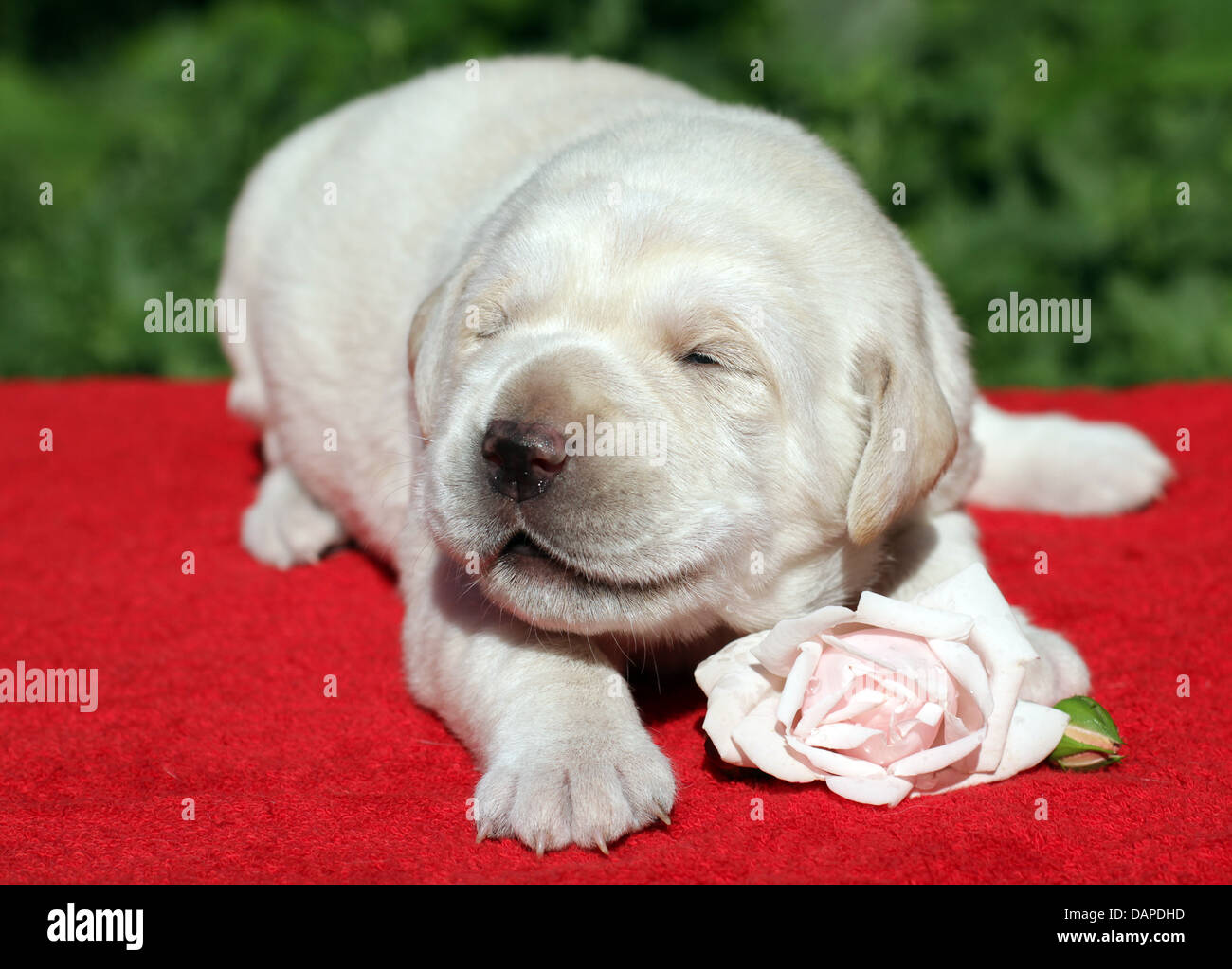 Pink Rose Breed High Resolution Stock Photography and Images - Alamy