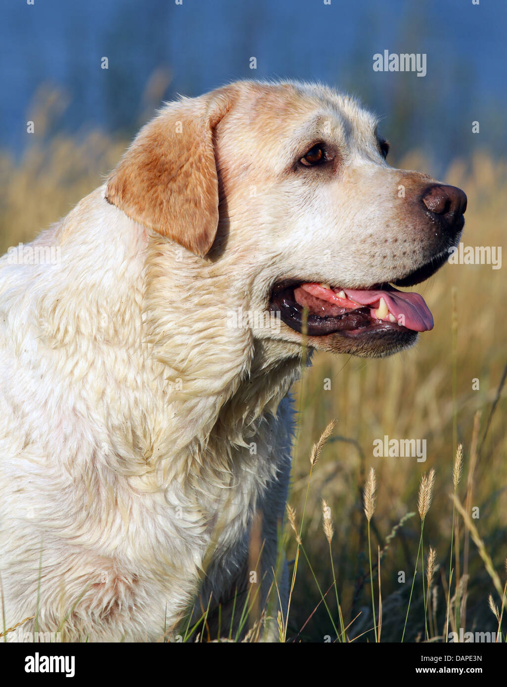 yellow labrador portrait in summer in the field Stock Photo - Alamy