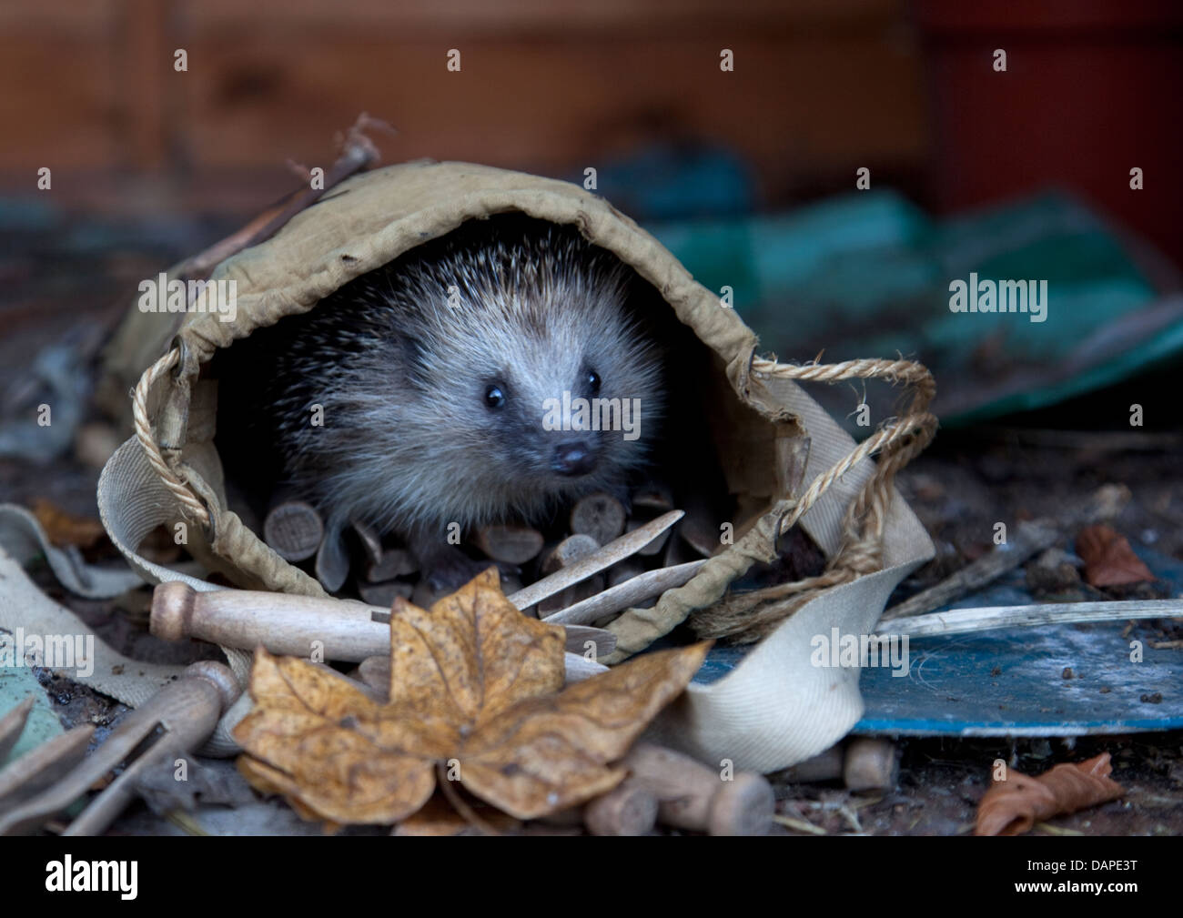 Hedgehog Nest High Resolution Stock Photography and Images - Alamy