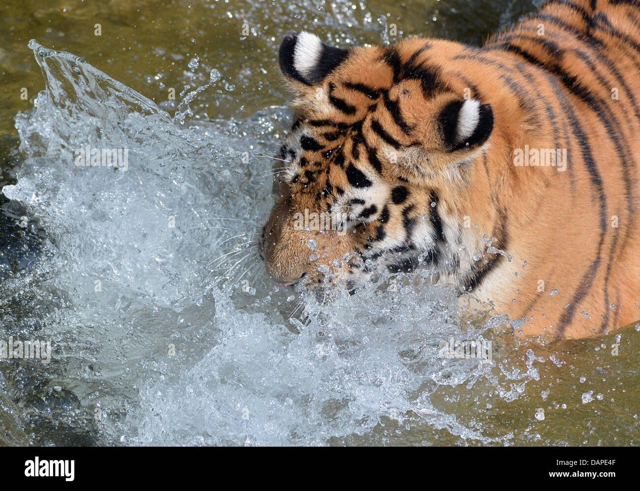 An Amur tiger fishes a frozen treat out of the water in its enclosure ...