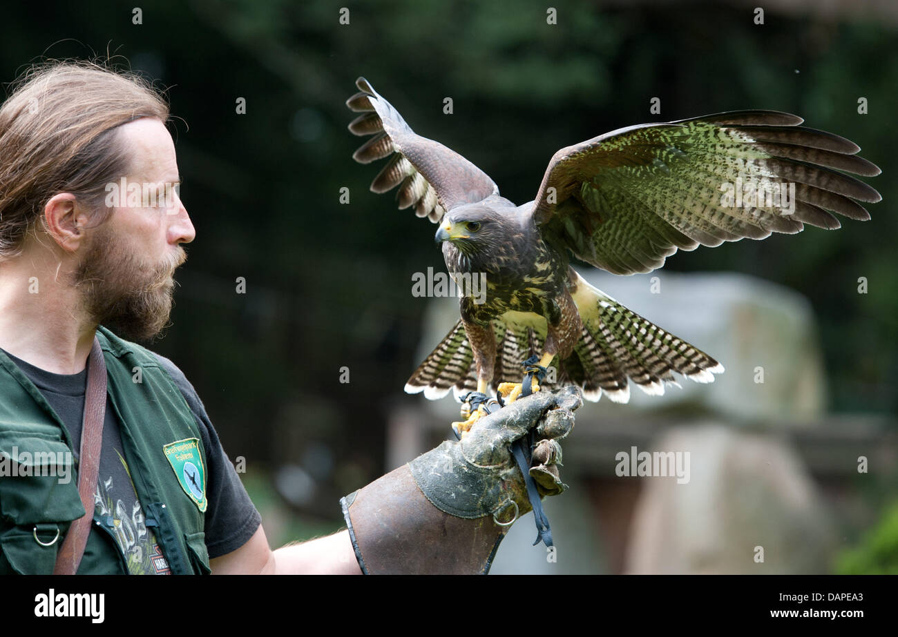 A Harris's Hawk sits on the hand of falconer Michael Hippe at the bird ...