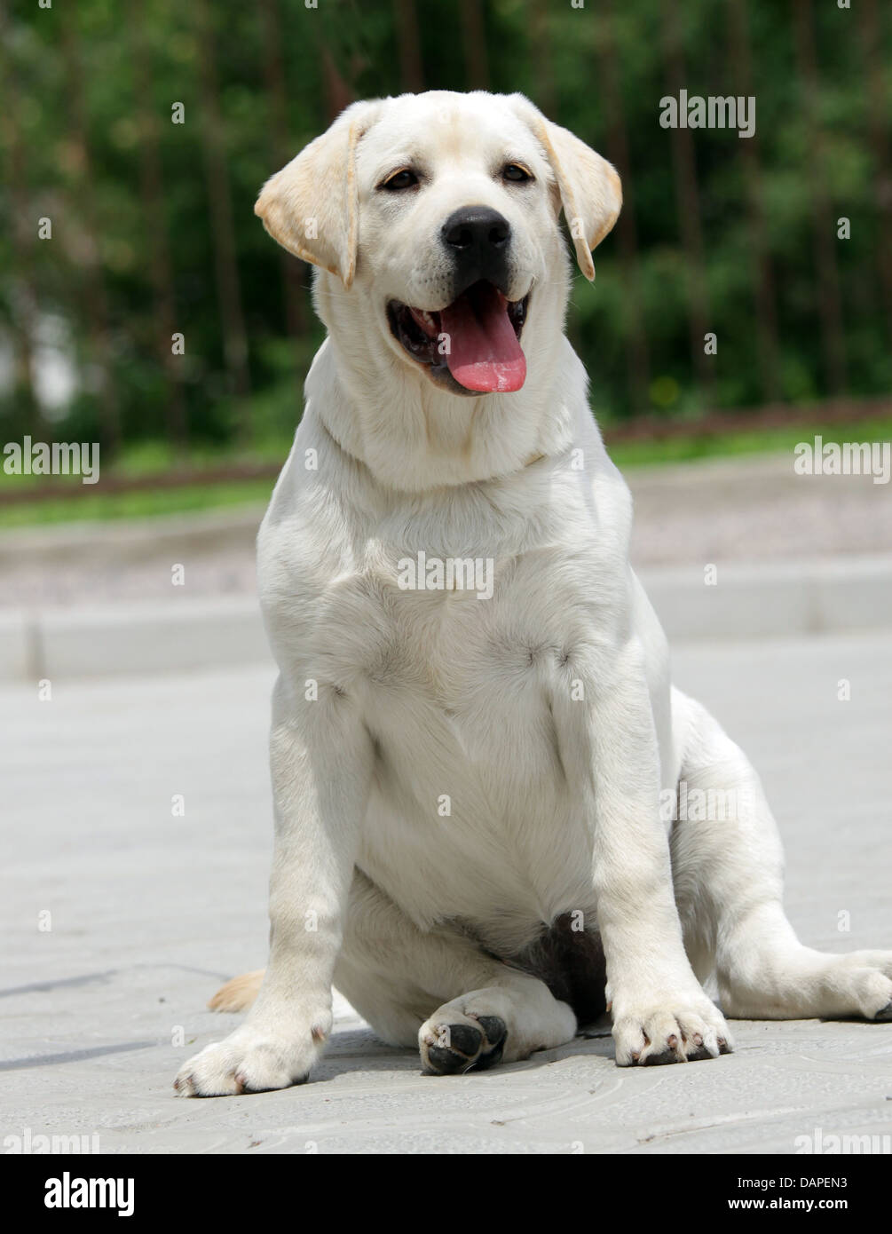 yellow labrador puppy sitting in the park at summer Stock Photo - Alamy