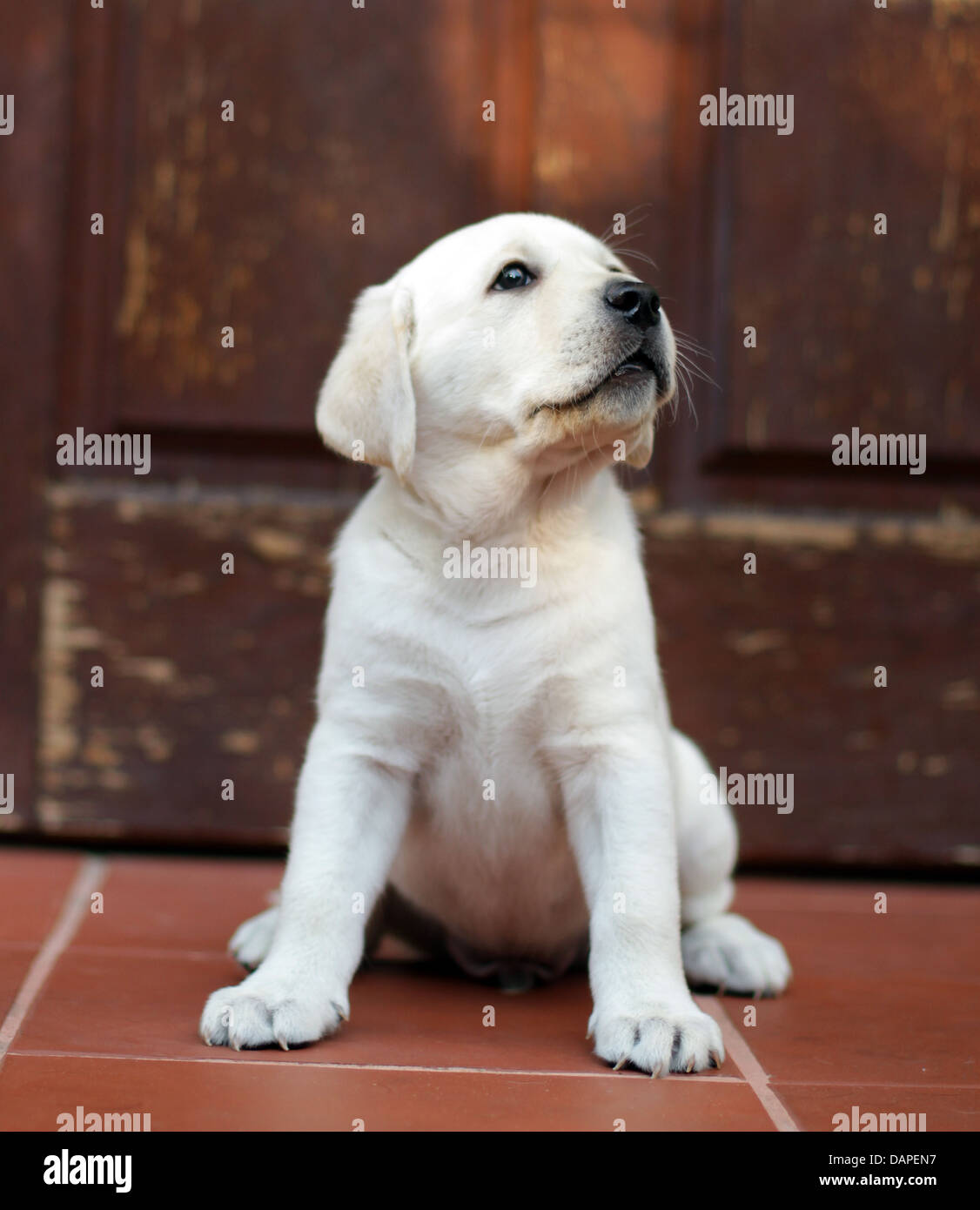 yellow labrador puppy Stock Photo - Alamy