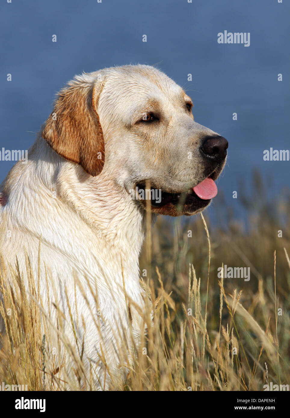 yellow labrador portrait in summer in the field Stock Photo - Alamy