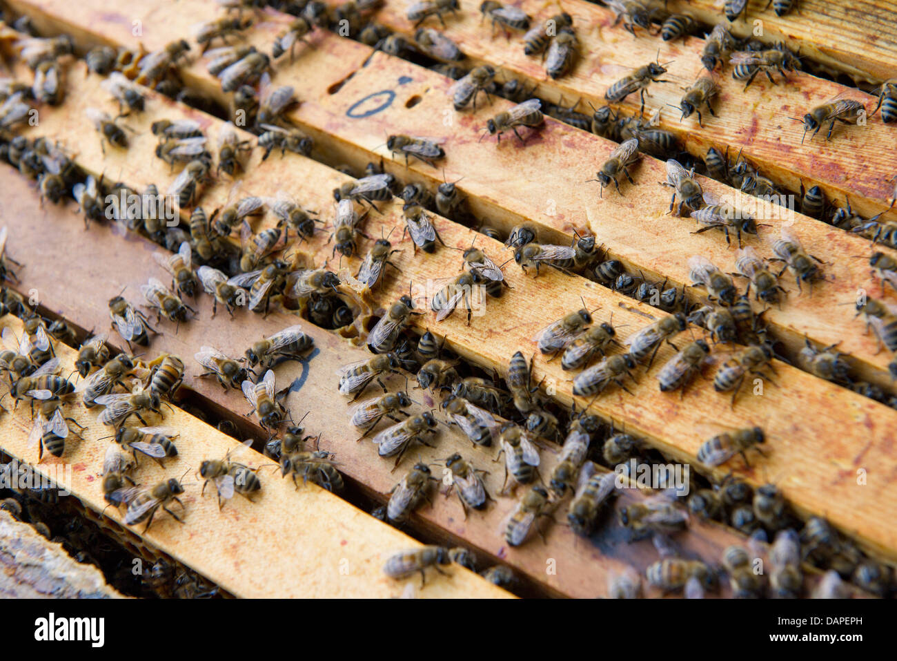 Bees keeper crawls over a honeycomb of an open beehive at a beekeeping ...