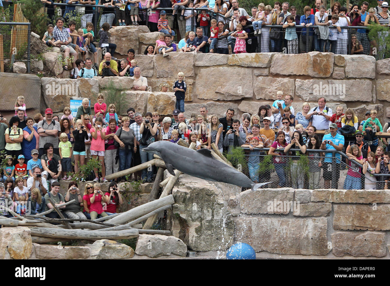 A dolphin jumps in front of numerous visitors during a show at the new ...