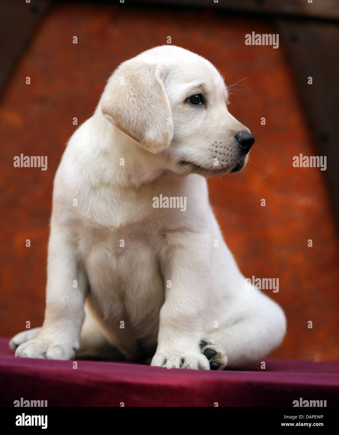 yellow labrador puppy Stock Photo - Alamy