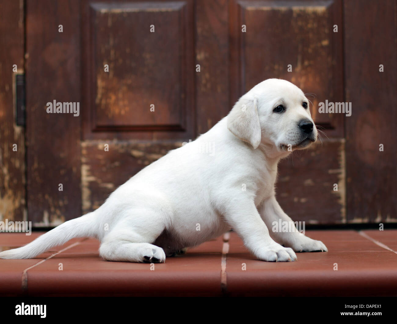 yellow labrador puppy sitting at the red door Stock Photo - Alamy