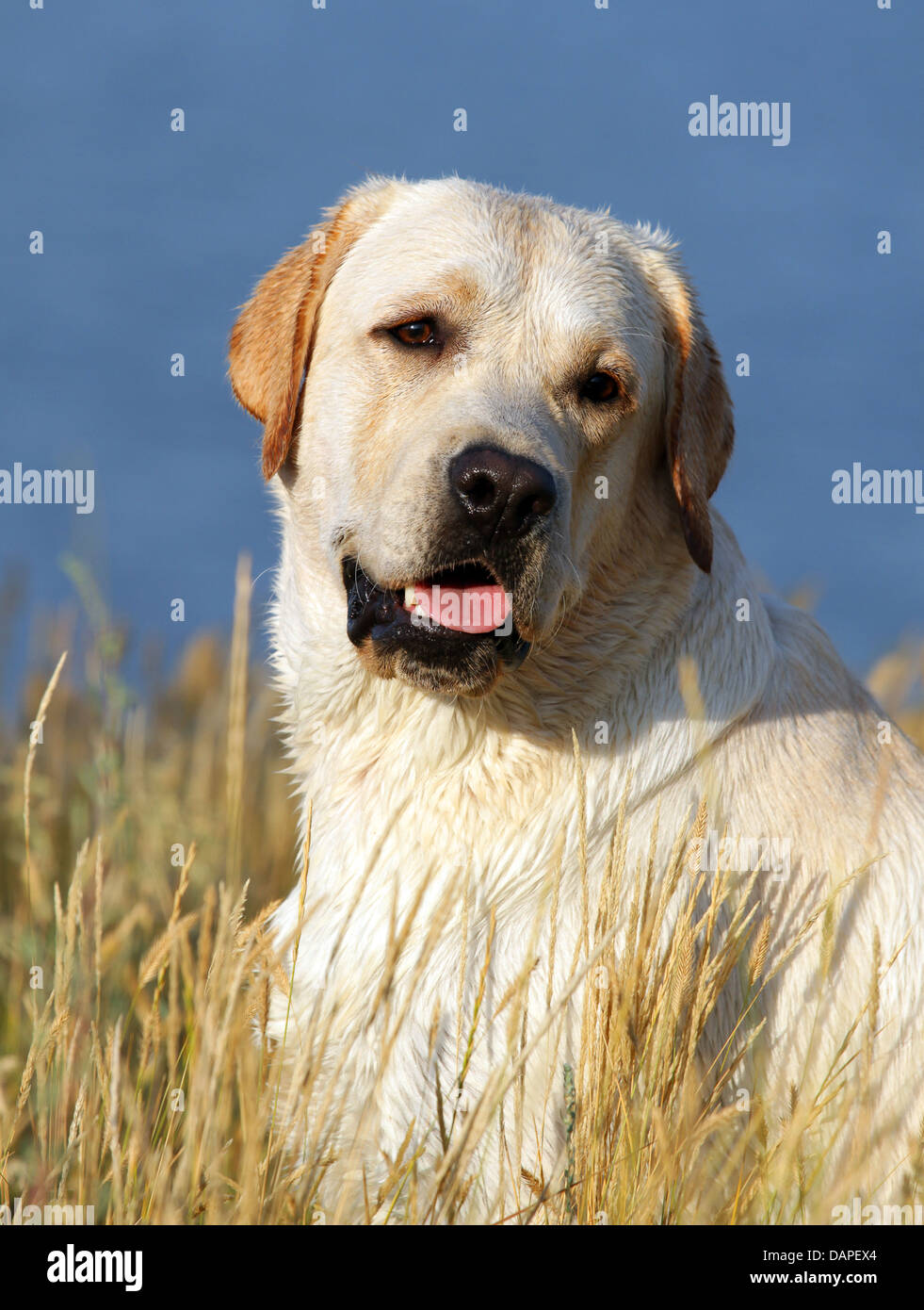 yellow labrador portrait in summer in the field Stock Photo - Alamy