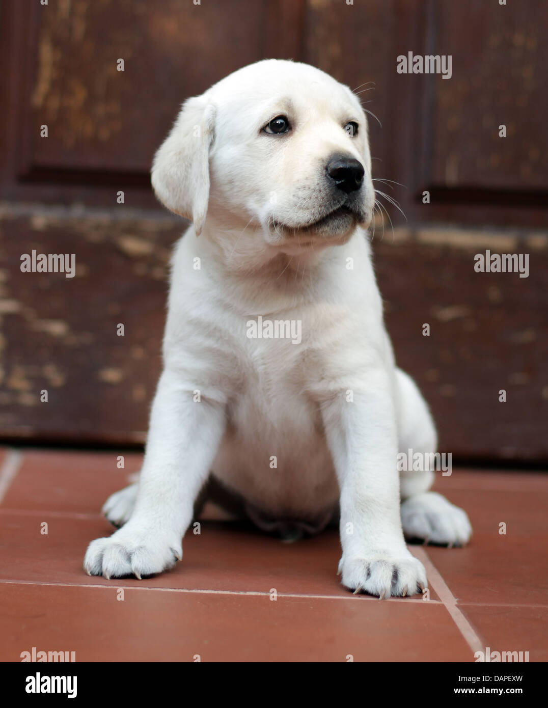 yellow labrador puppy Stock Photo - Alamy