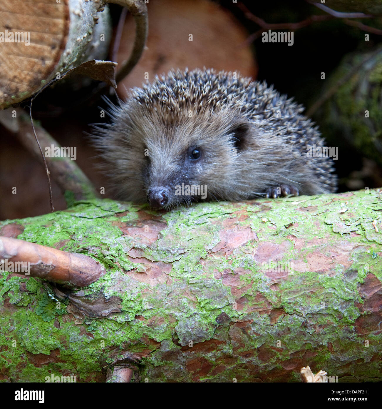 Log pile in garden wildlife hi-res stock photography and images - Alamy