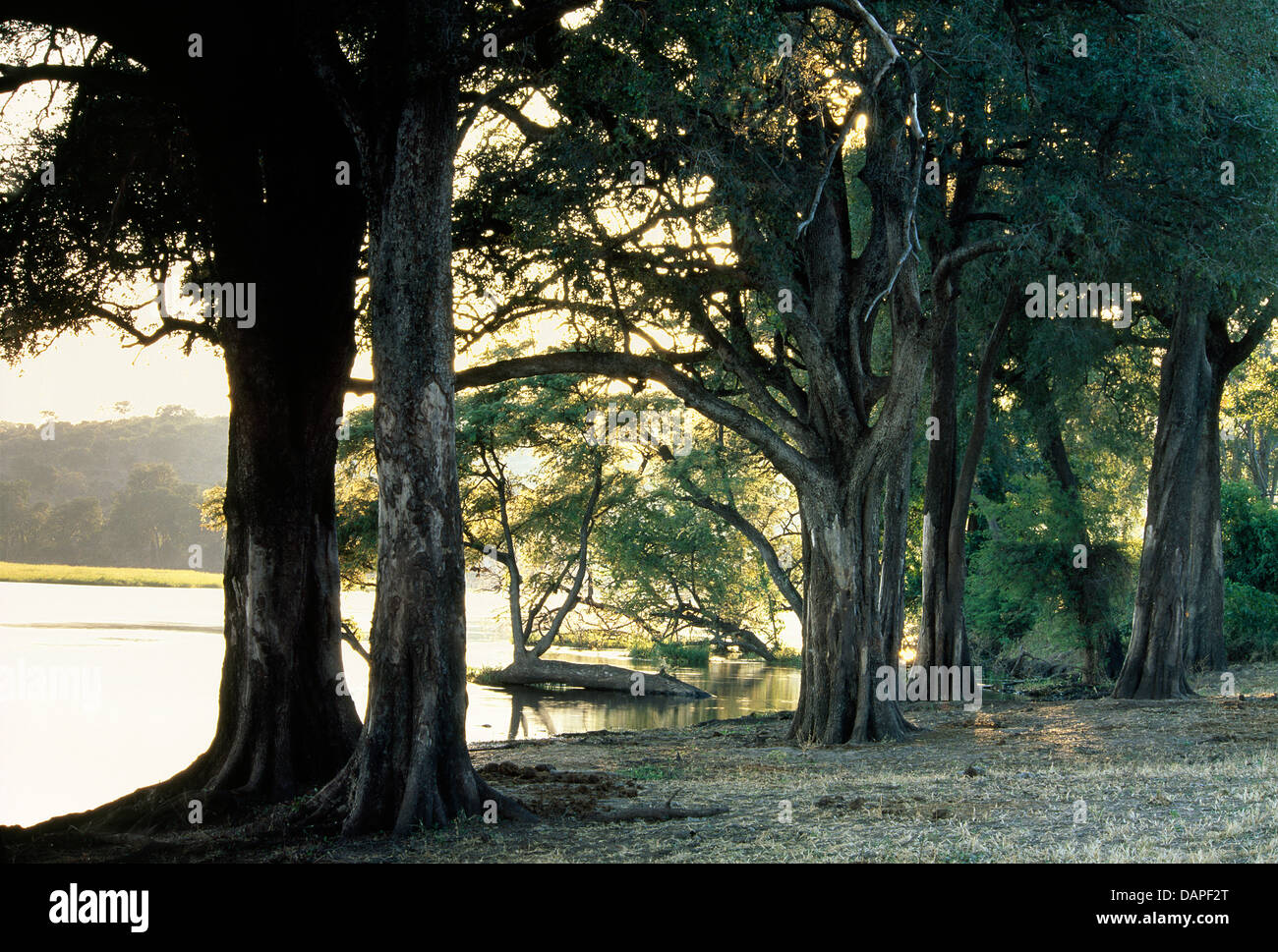 Riverine forest hi-res stock photography and images - Alamy