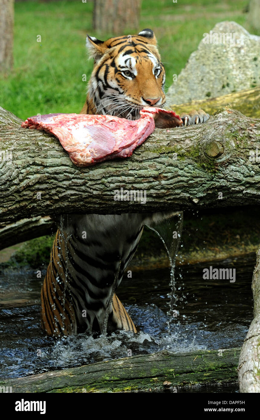 A tiger has a piece of meat inside its mouth at the Serengeti Park near ...