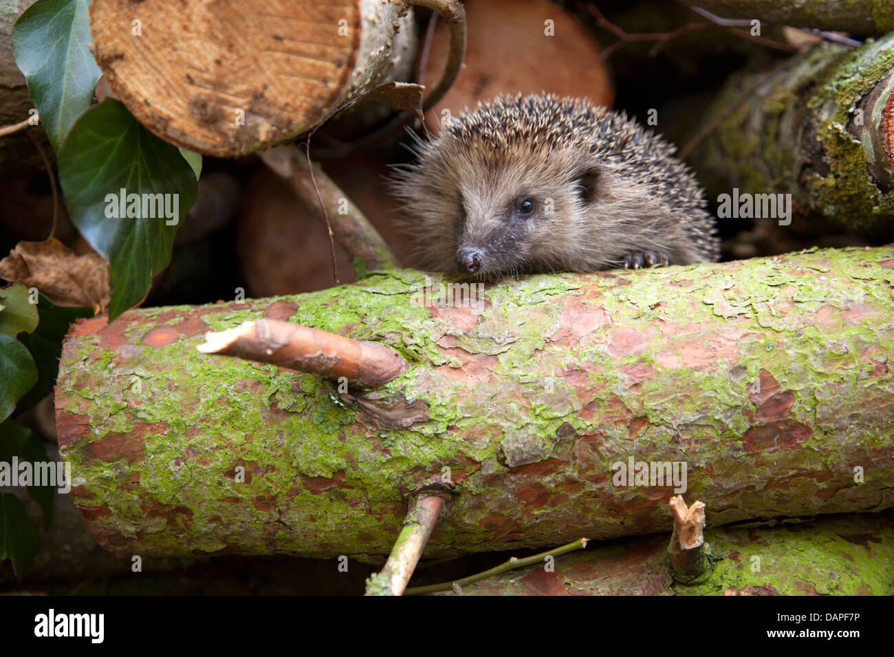 Wildlife Garden Log Pile High Resolution Stock Photography and Images ...