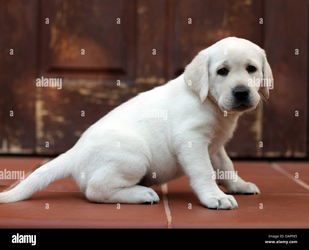 yellow labrador portrait in summer in the field Stock Photo - Alamy