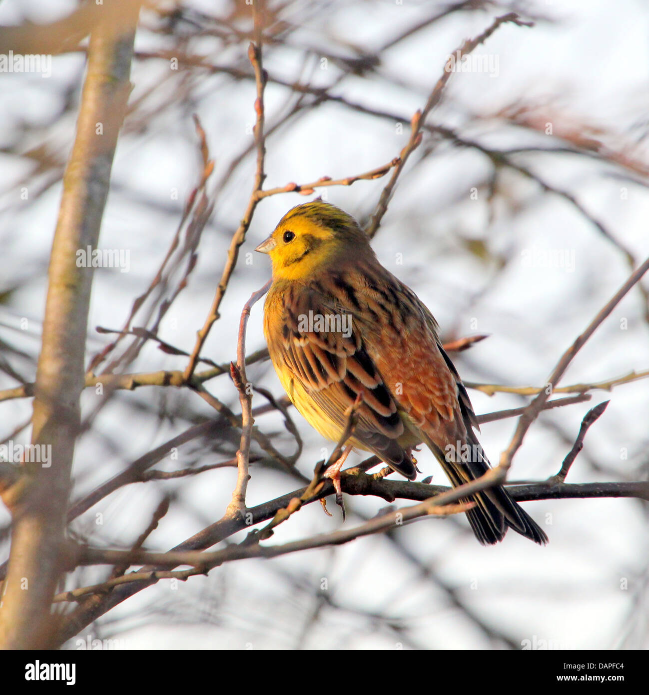 Yellowhammer male goldammer hi-res stock photography and images - Alamy