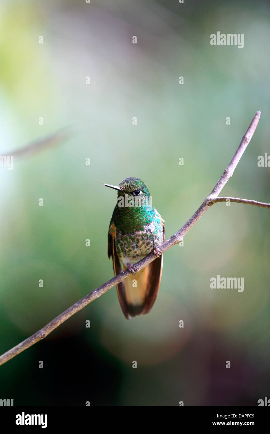 Green hummingbird hi-res stock photography and images - Alamy