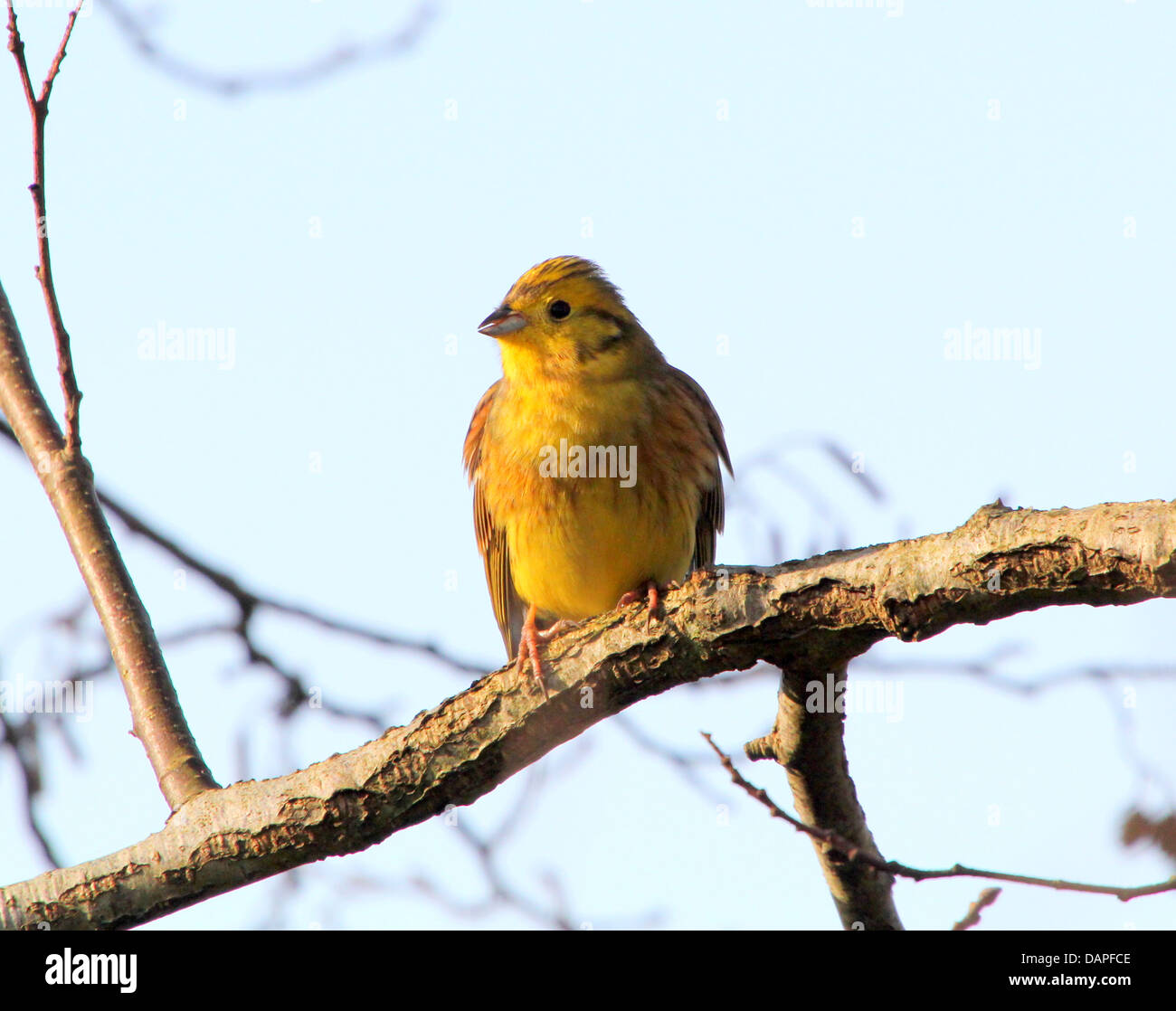 Yellowhammer male goldammer hi-res stock photography and images - Alamy
