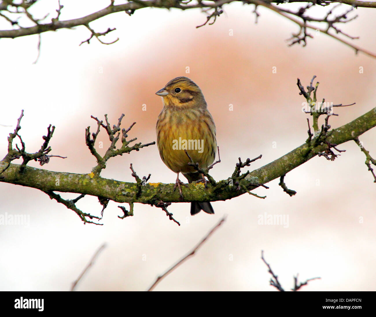 Female yellowhammer hi-res stock photography and images - Alamy