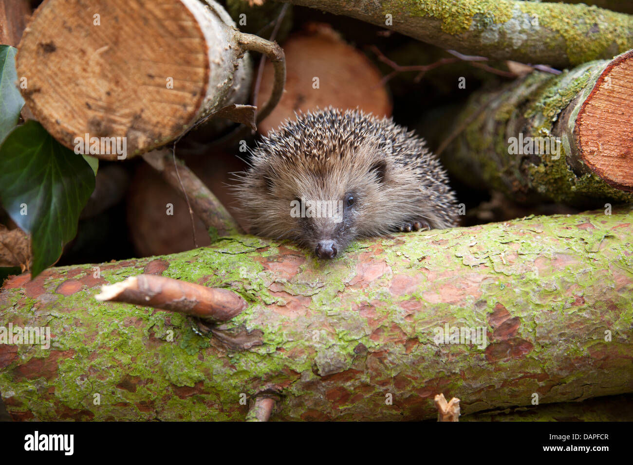 Garden bonfire hedgehog hi-res stock photography and images - Alamy