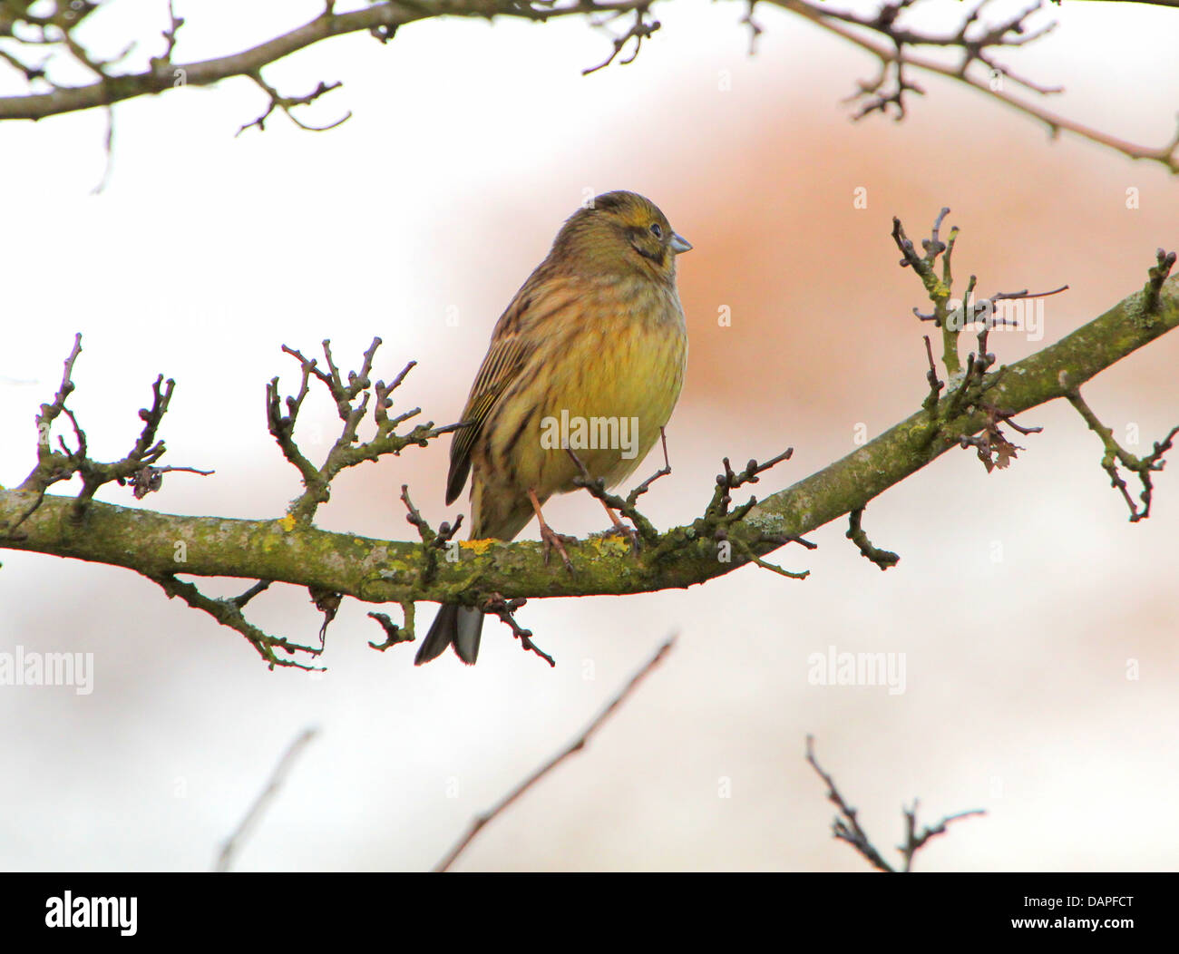 Female yellowhammer hi-res stock photography and images - Alamy