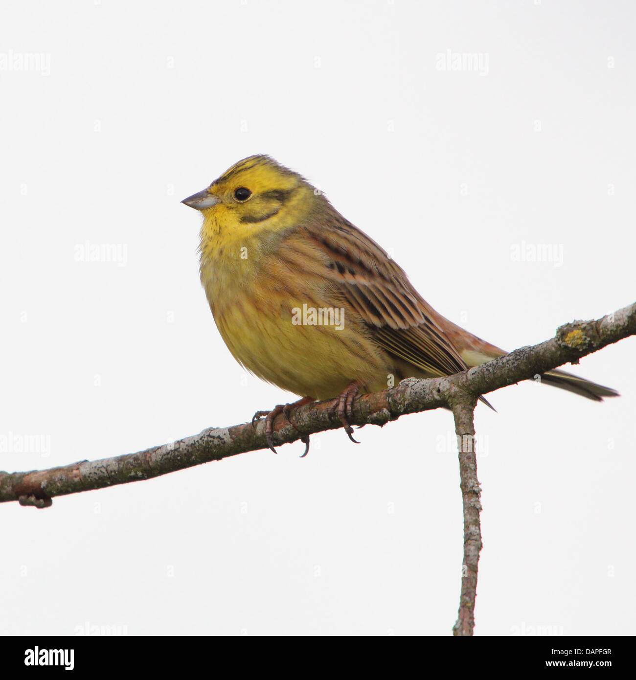 Close-up of a male Yellowhammer (Emberiza citrinella) posing on a ...