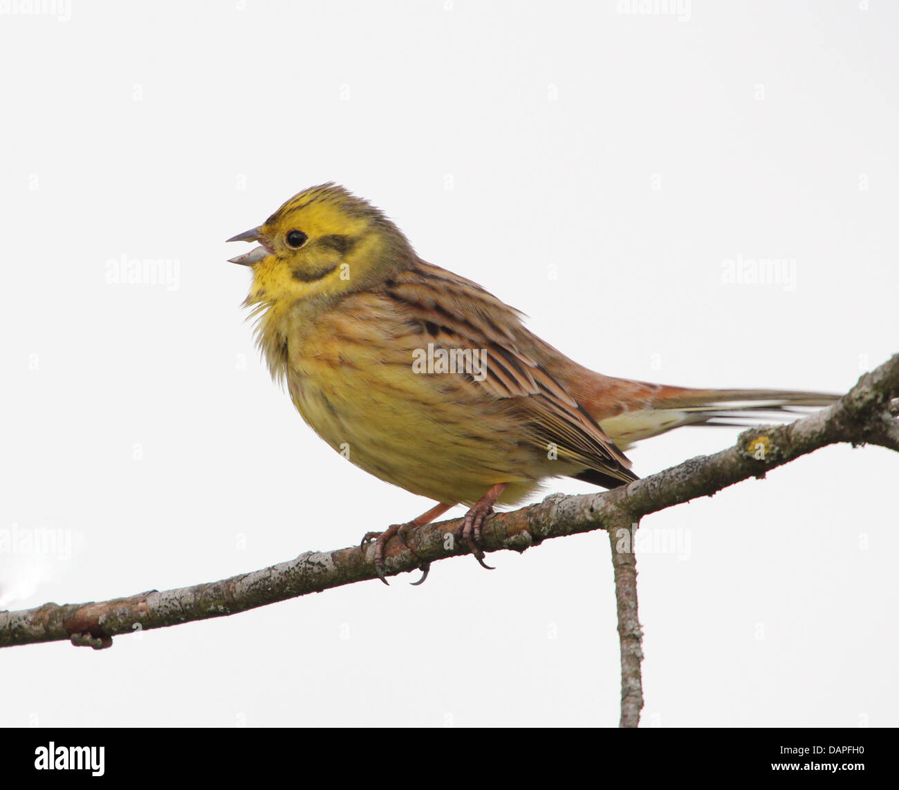 Yellowhammer male goldammer hi-res stock photography and images - Alamy