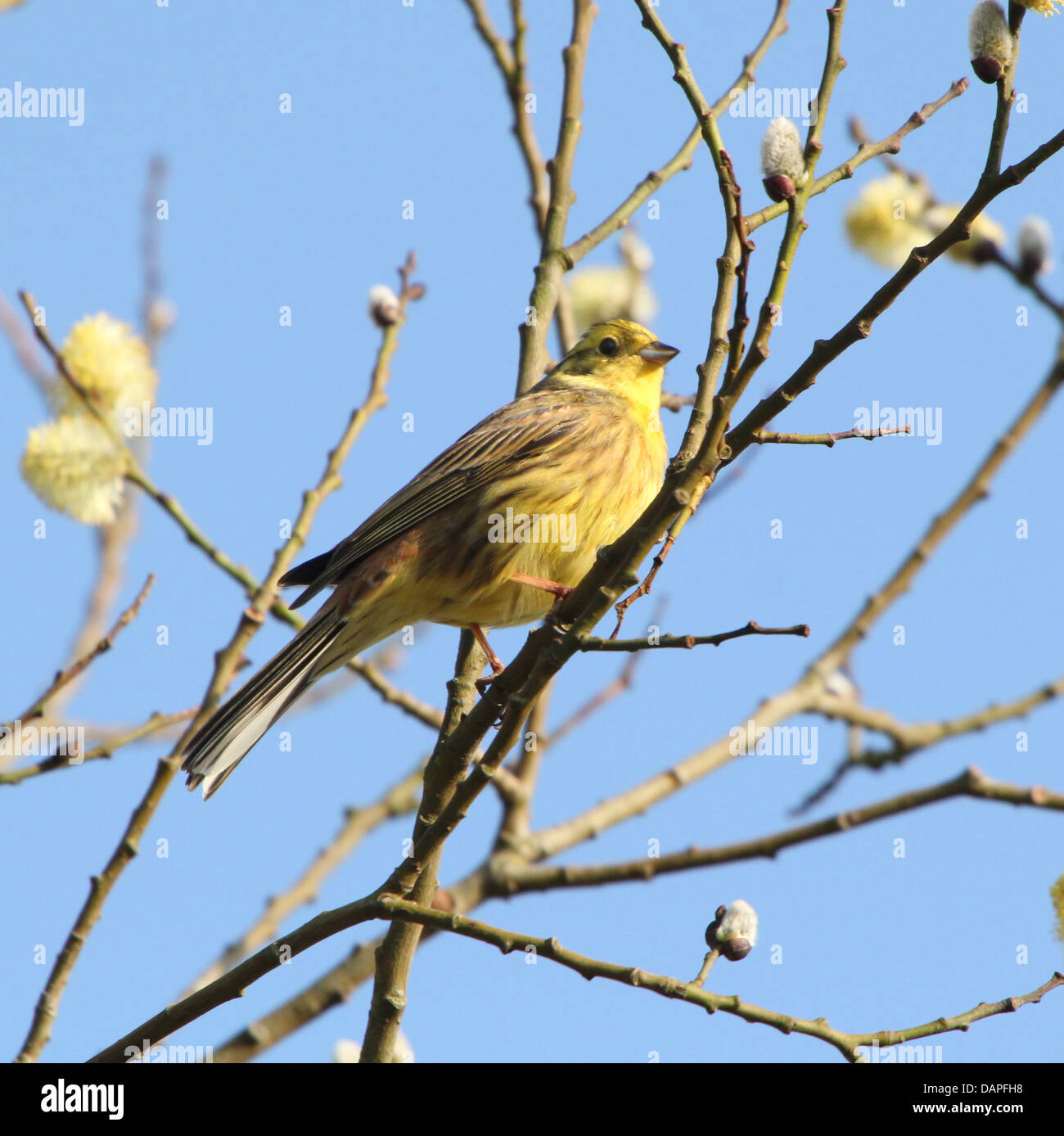 Close-up of a male Yellowhammer (Emberiza citrinella) posing on a ...