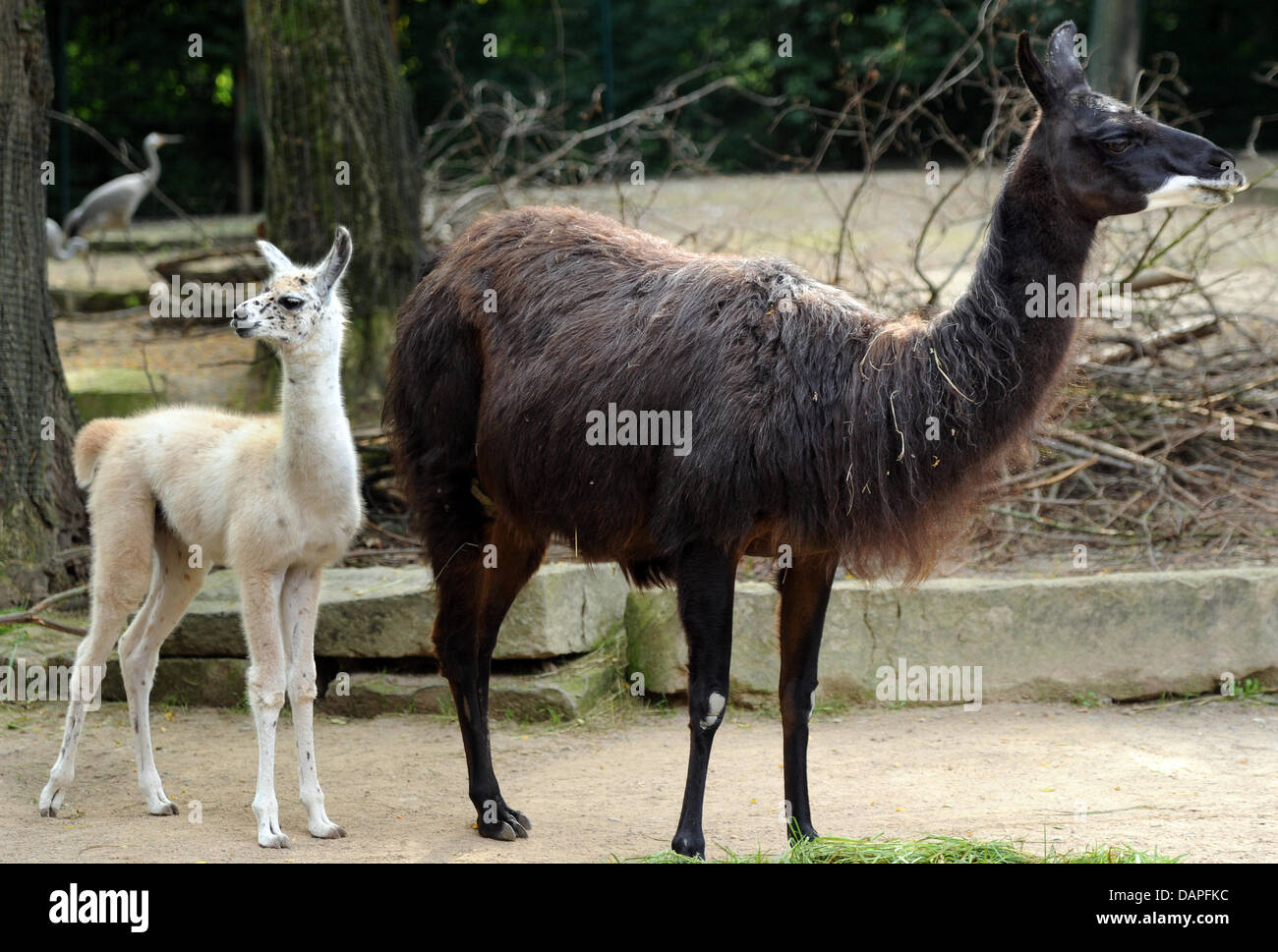Ten-day-old llama boy Tino stands next to his mother Sarotti at the zoo ...