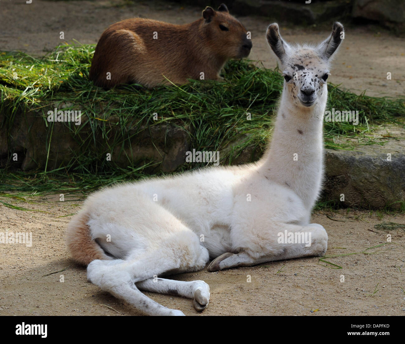 Ten-day-old llama boy Tino lays next to a capibara at the zoo in ...